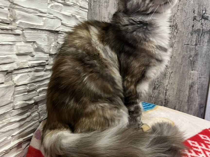 Мейн-кун редкого окраса с документами