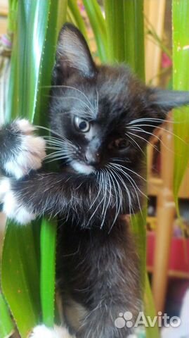 Котёнок, девочка,1 месяц, чёрно-белая, мэнкс