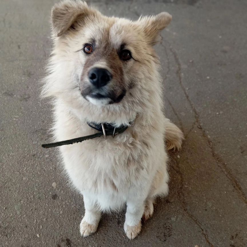 Взрослый пёс в добрые руки