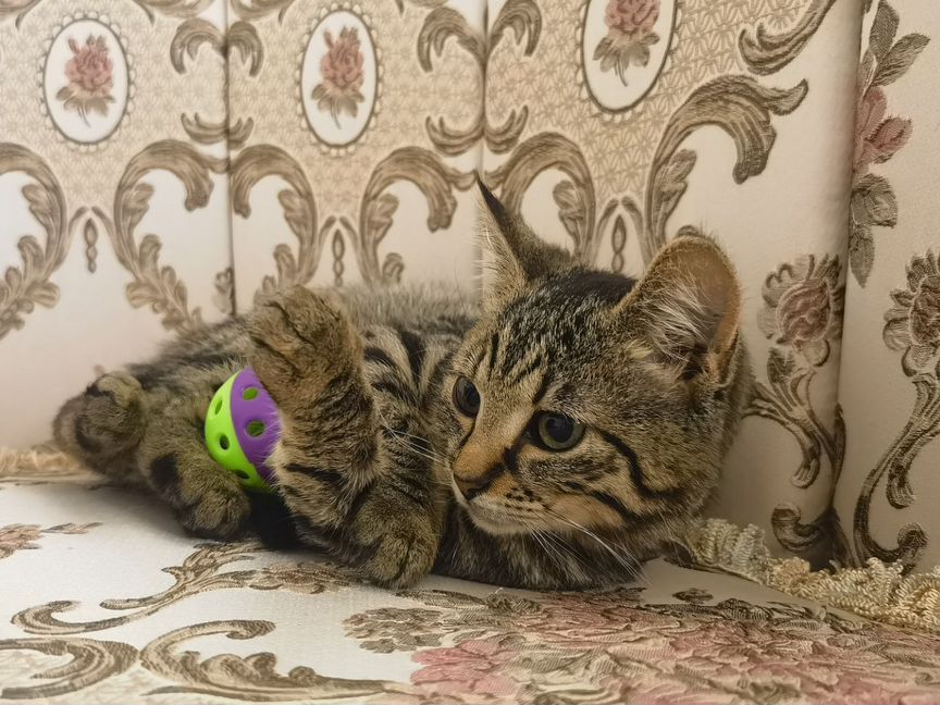 Шикарная малышка в добрые руки