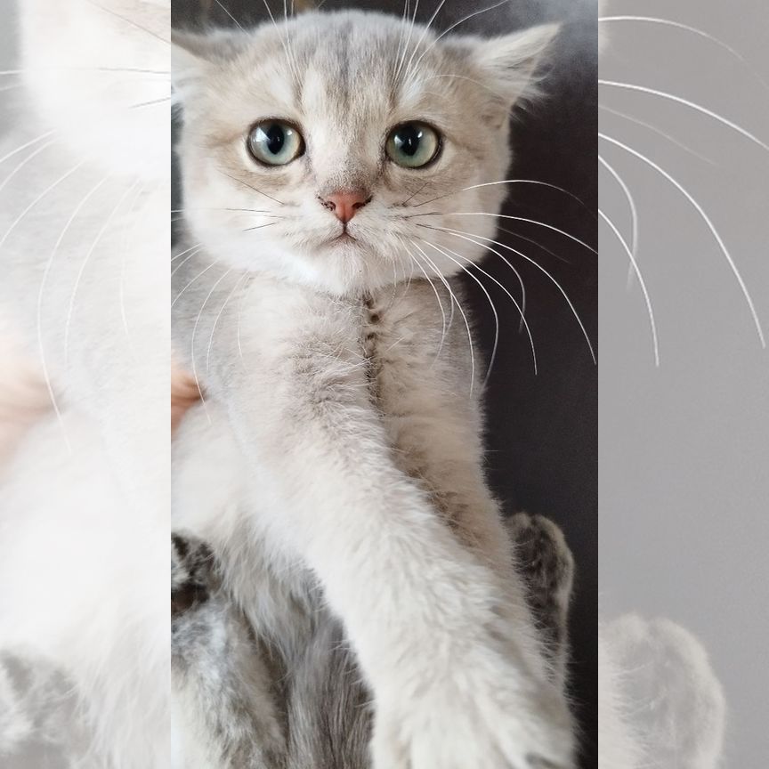 Шотландская кошечка