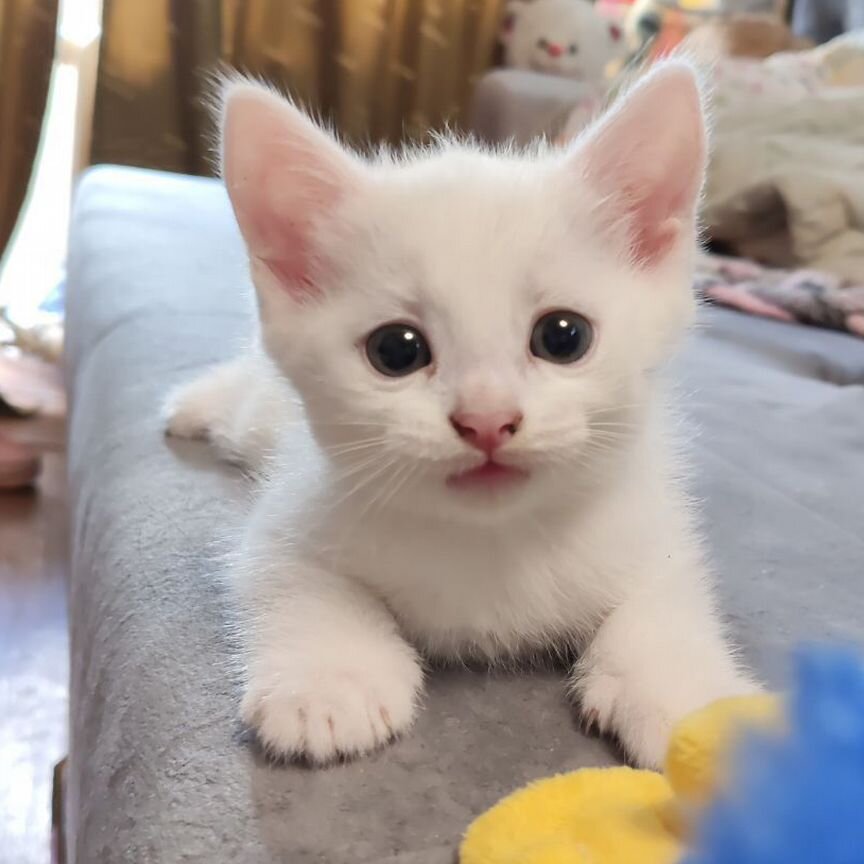 Котёнок в добрые руки