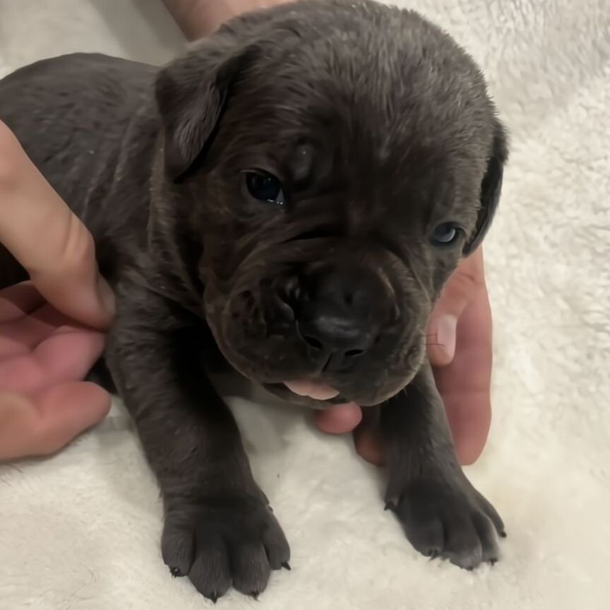 Кане-корсо, щенок