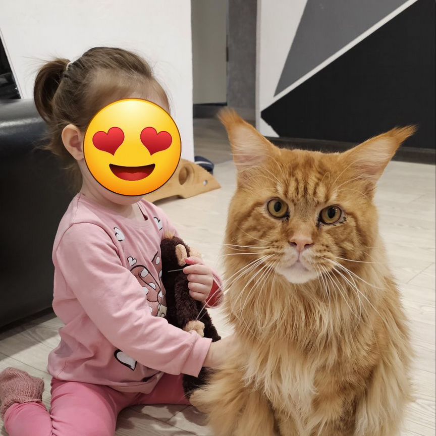 Кот мейн-кун вязка