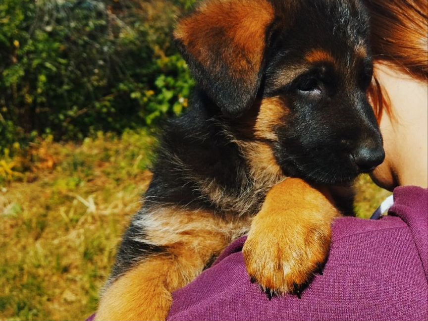 Немецкая овчарка, червячные, чёрные, зонарные