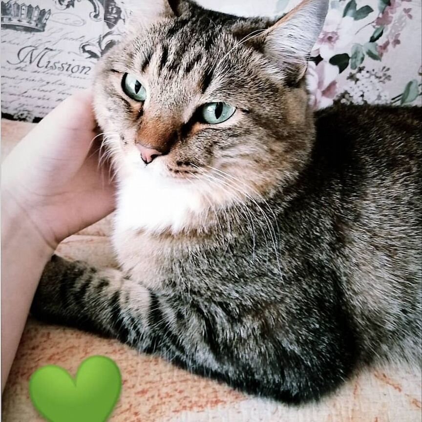 Потерялся котик