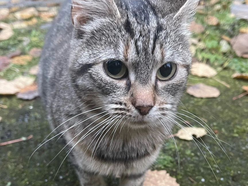 Дачники оставили на зиму, котёнок, в добрые руки