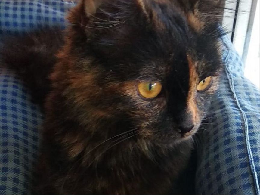 Удача в дом