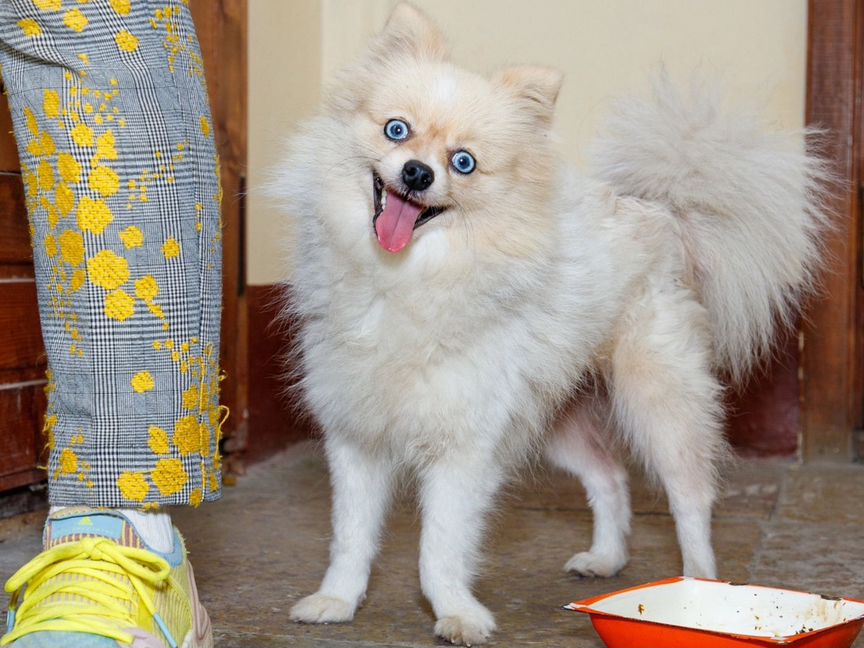 Померанский шпиц, девочка