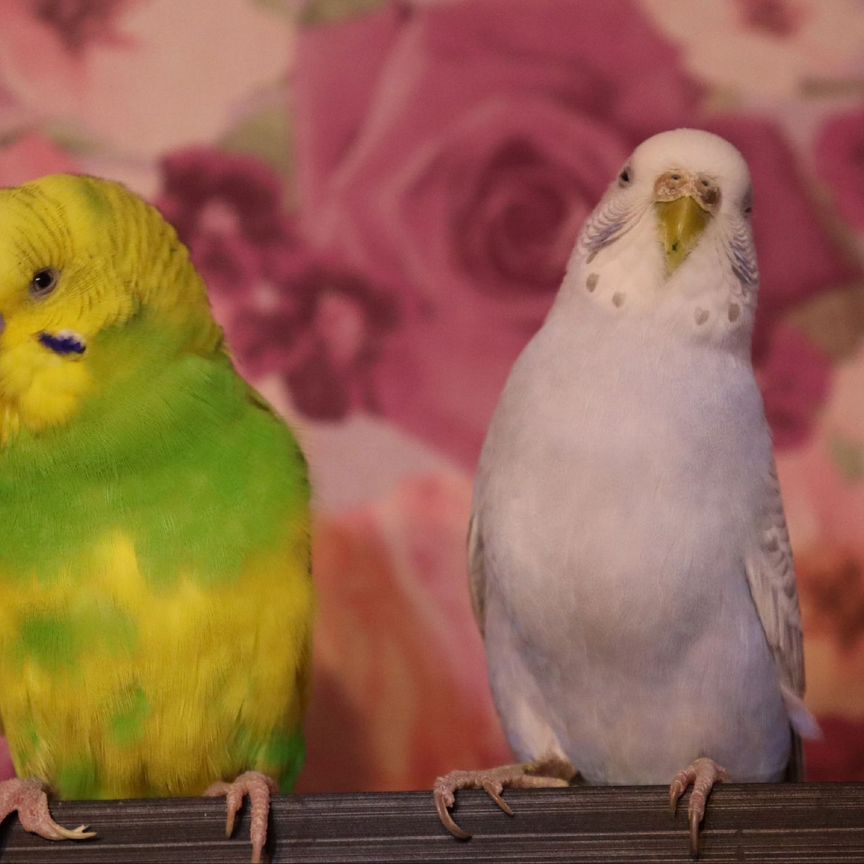 Волнистый попугай