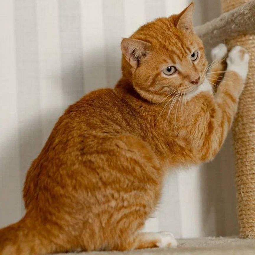 Взрослый кот в добрые руки