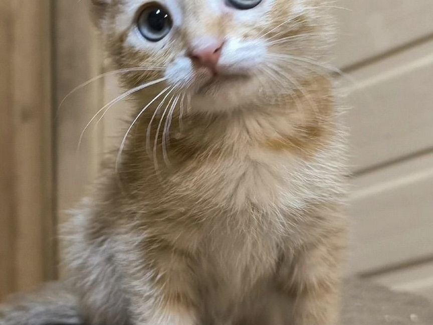 Котята рыжики