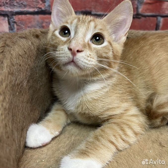 Котенок мальчик Лева 3 мес