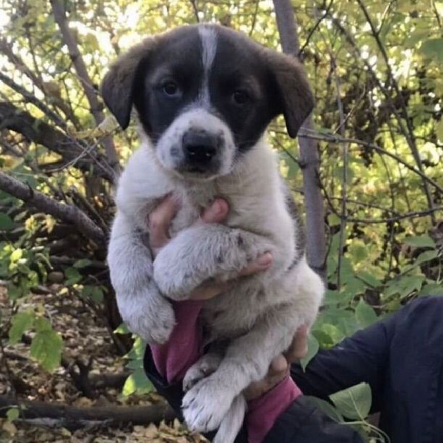 Щенок мальчик