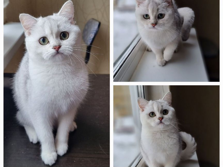 Серебристая шиншилла