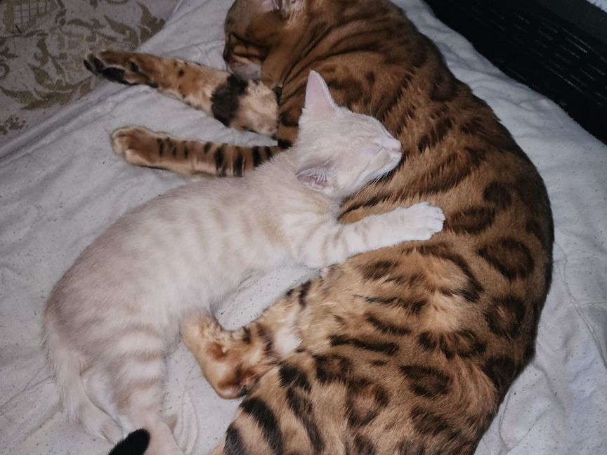 Отдам котят в добрые руки. Бенгал. Девочки