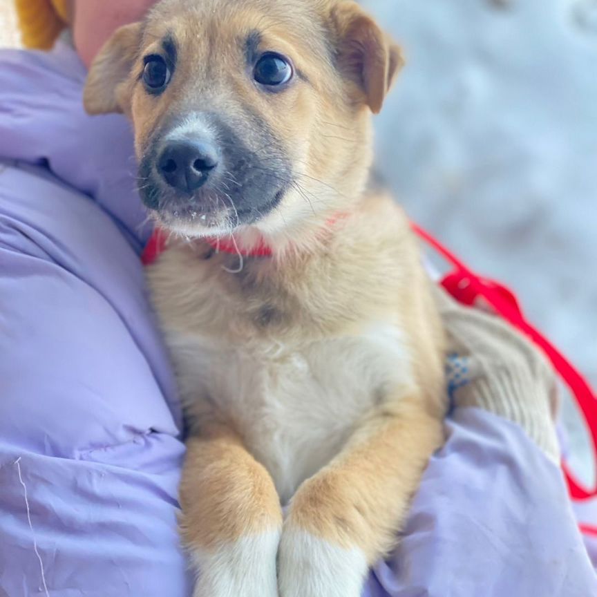 Щенок в добрые руки