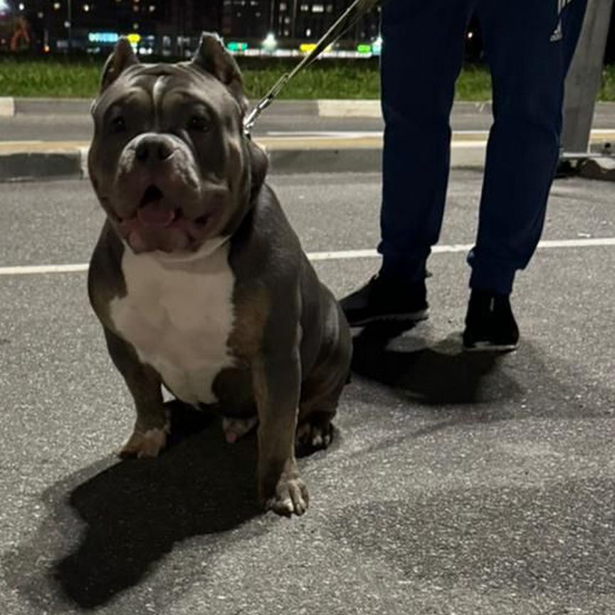 Американский булли мальчик сникерс