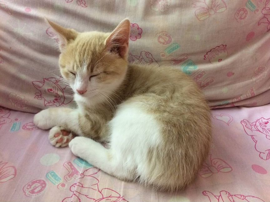 Котëнок в дар
