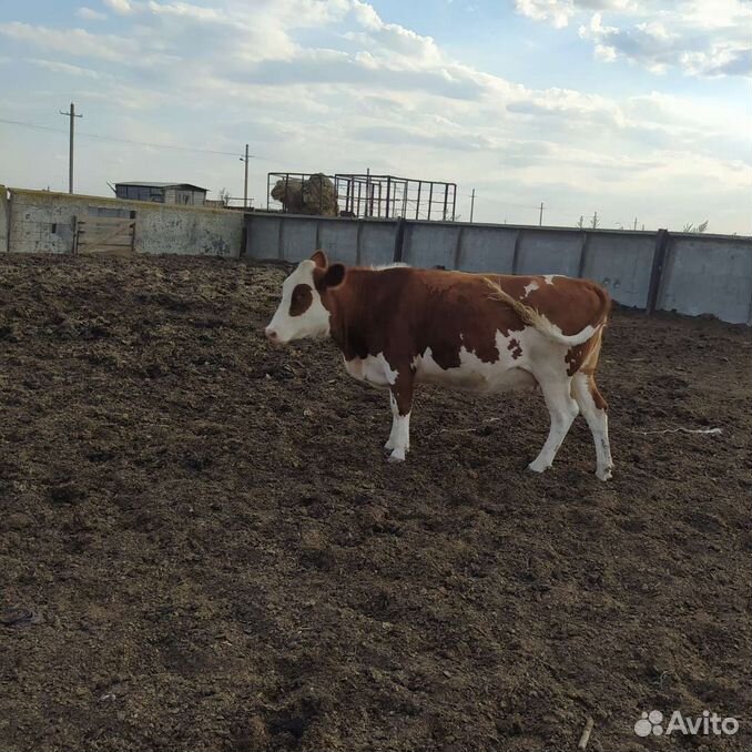 Телка и корова