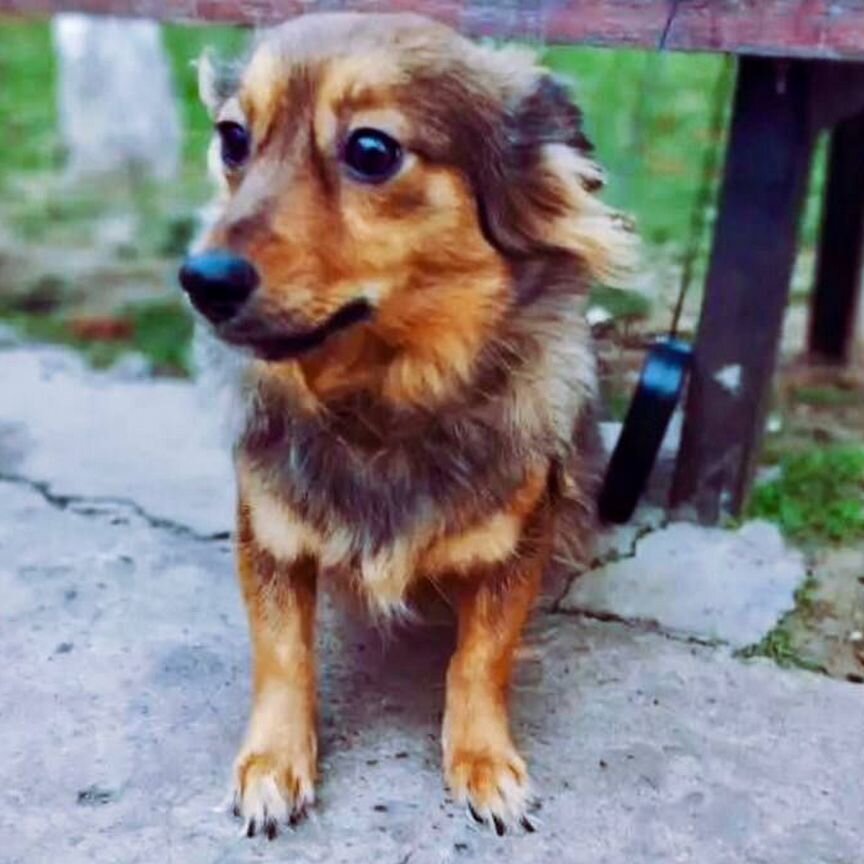 Взрослый пёс в добрые руки