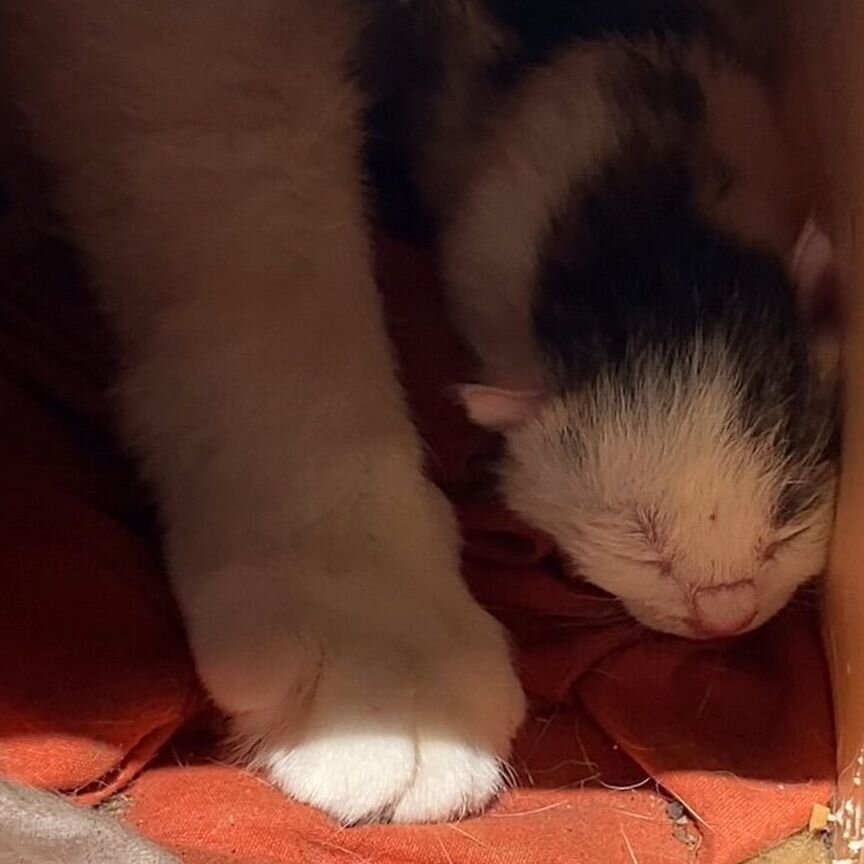 Котёнок в добрые руки
