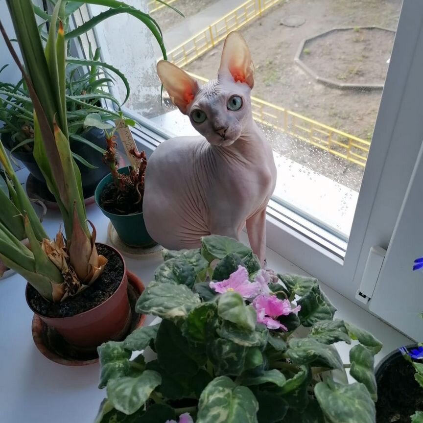 Ищу кота конадского сфинкса на вязку