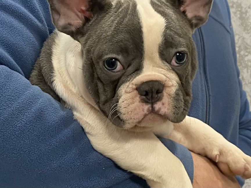 Щенки французского бульдога