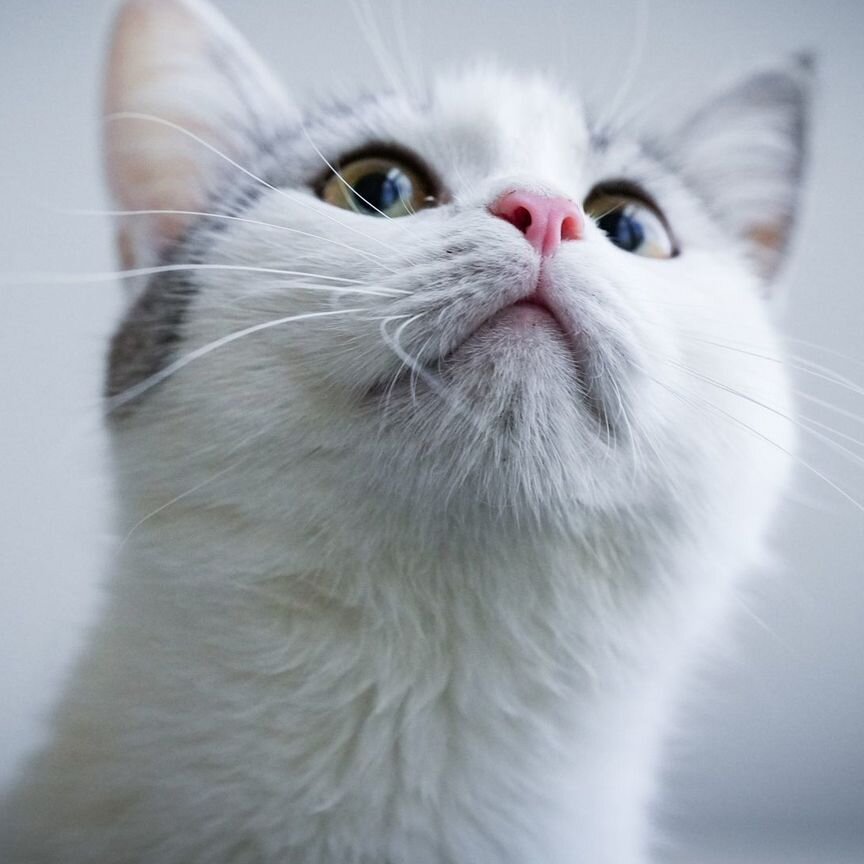 Взрослая кошка из приюта