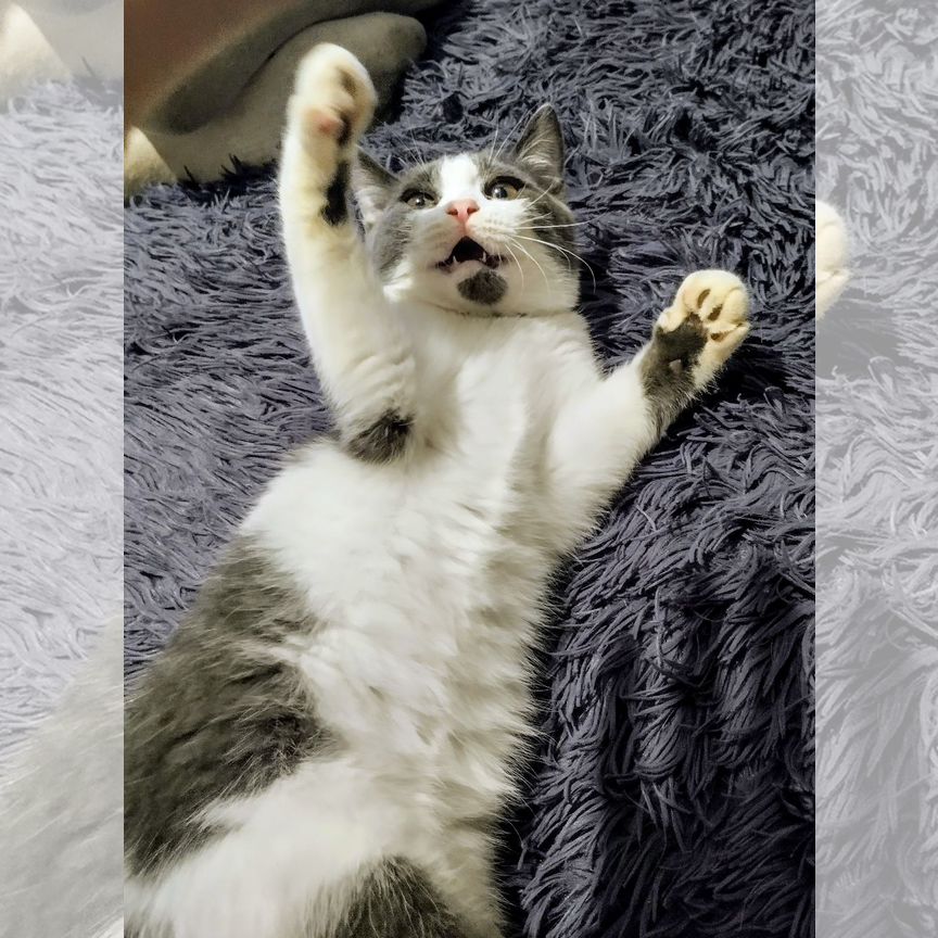 Шотландский прямоухий длинношёрстный котёнок