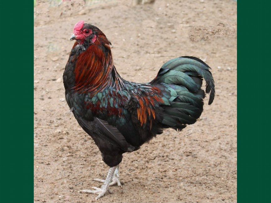 Петухи Араукана