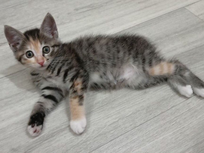 Котята курильский бобтейл