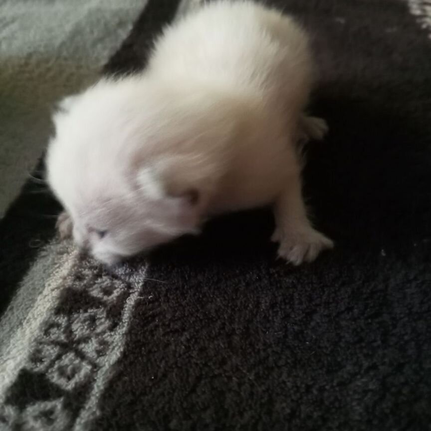 Которебенок в очень хорошие руки