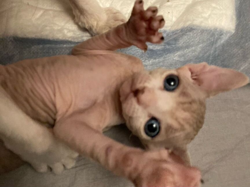 Котенок Месси Канадский Сфинкс