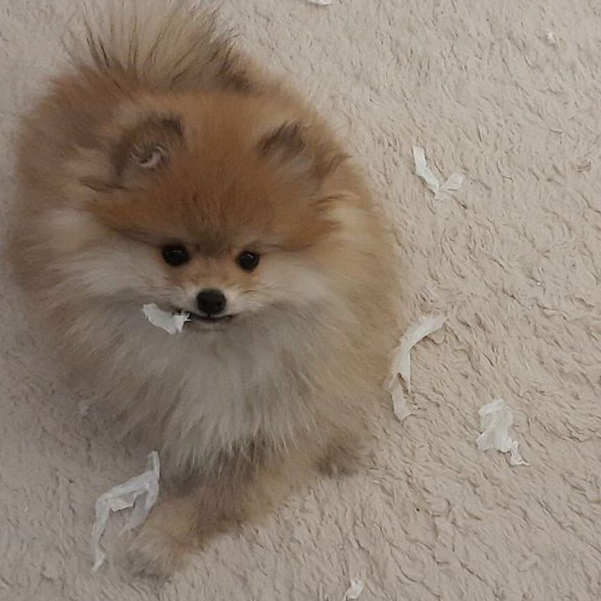 Продажа щенков шпица