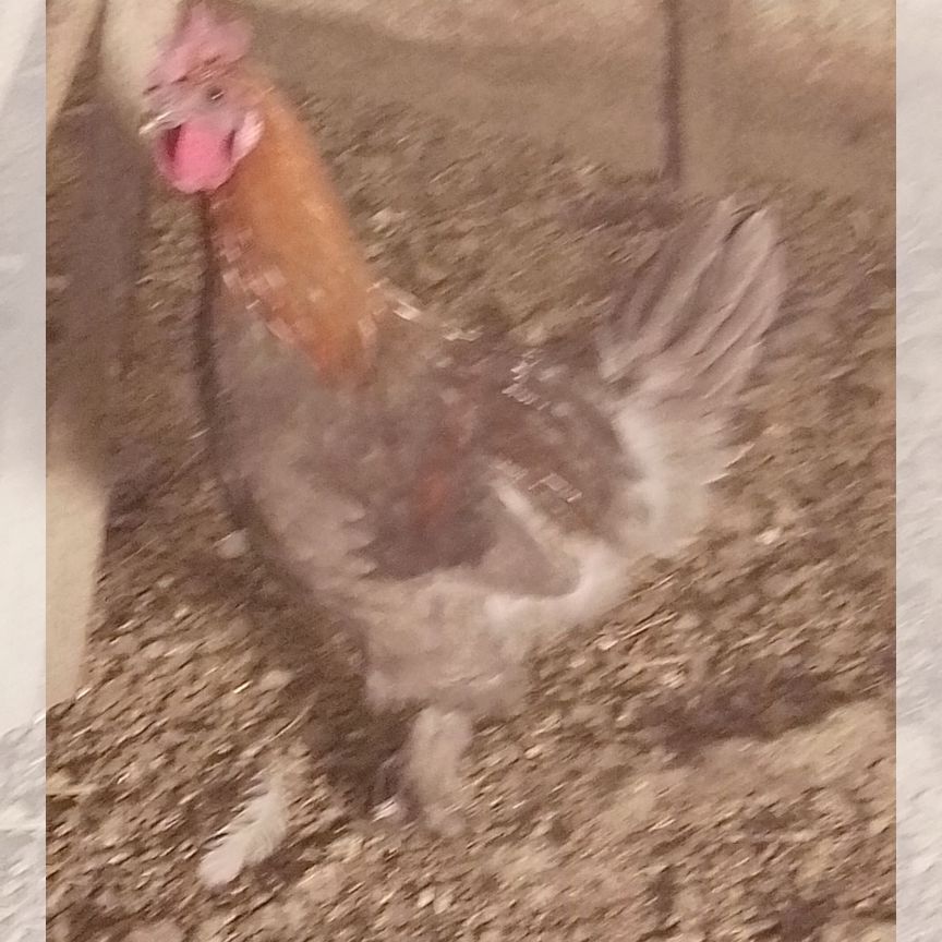 Молодые Петушки