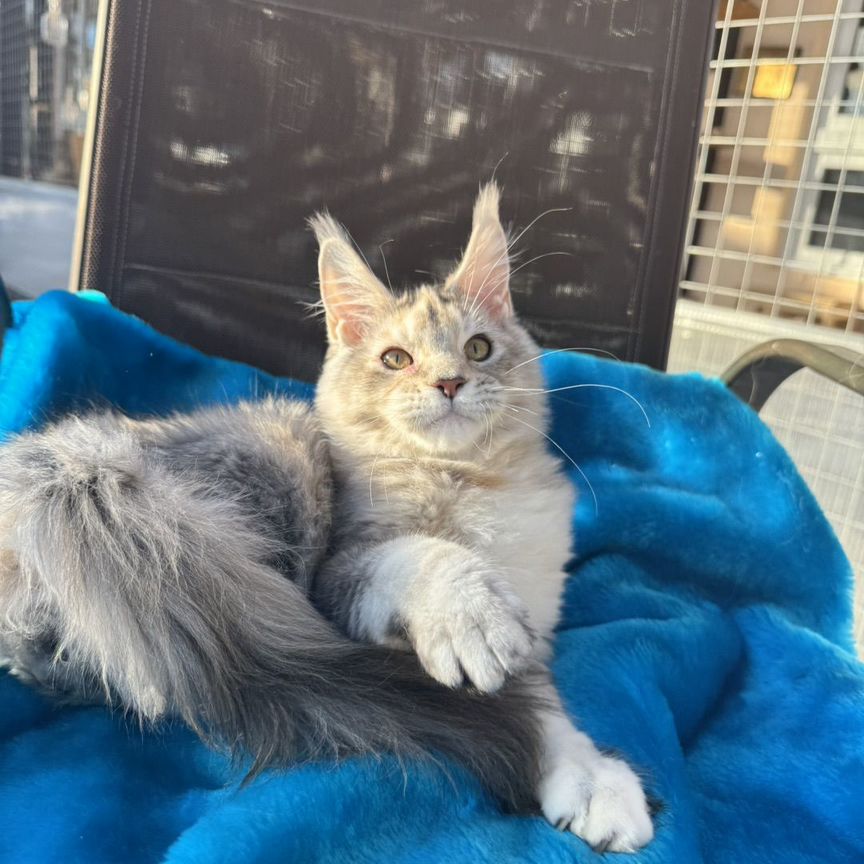 Серебрушка куночка