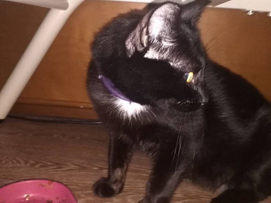 Кот черныш -тихий