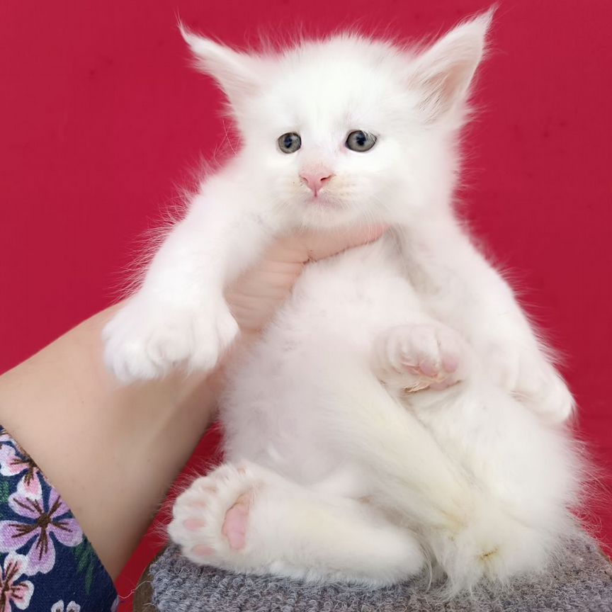Мейн-кун котёнок