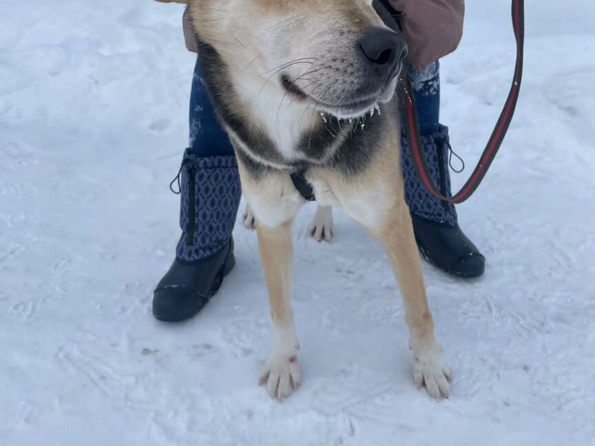 Молодой пёсик Патрик