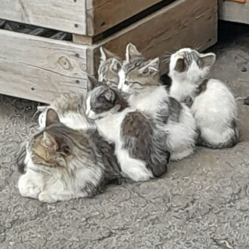 Продам котят