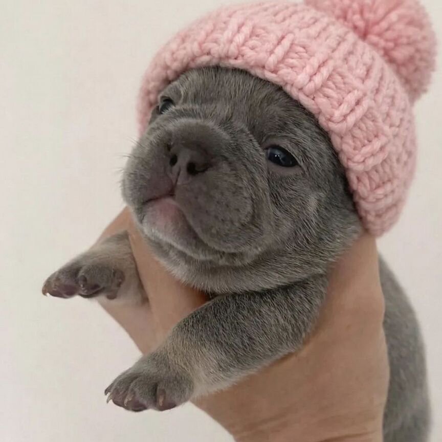 Французский бульдог, щенок