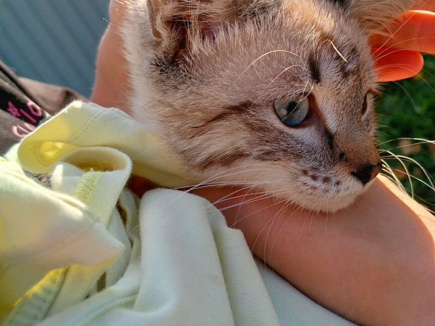Белый котёнок