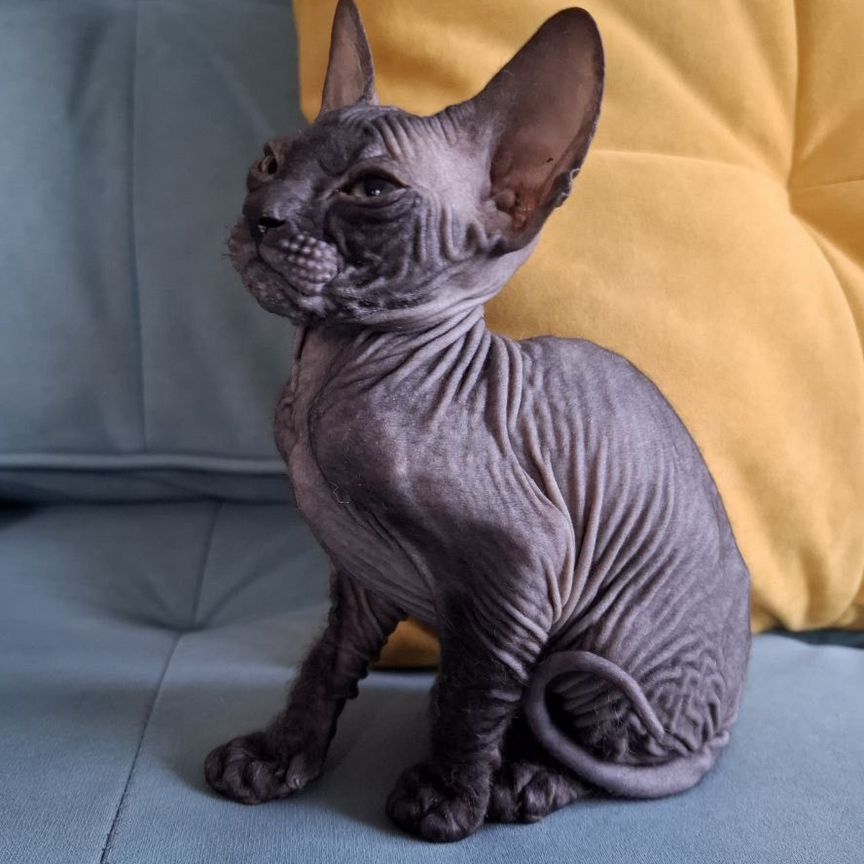 Донской сфинкс котёнок