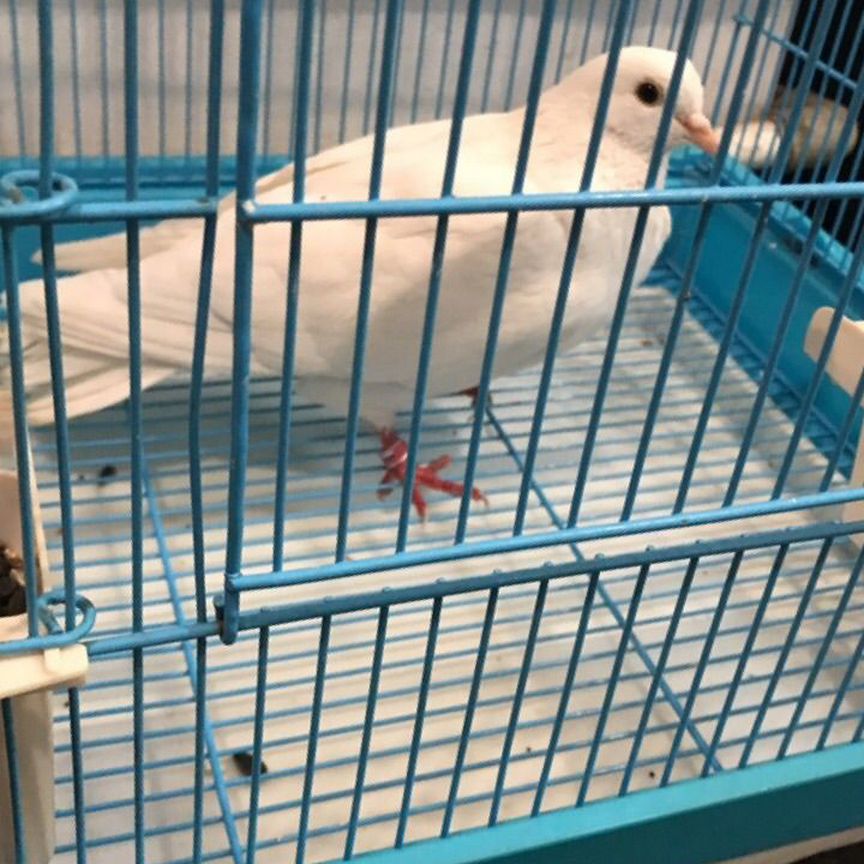 Голубь белый