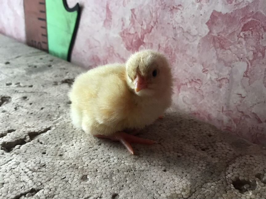 Броллер суточный Кобб500