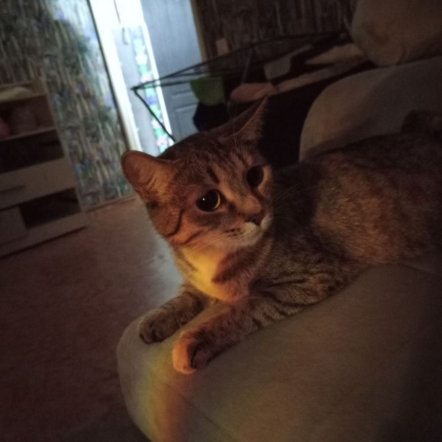 Киса в добрые руки