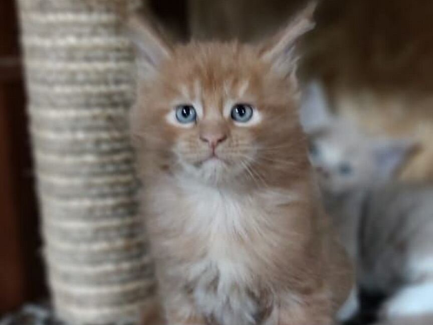 Котята мейн-кун