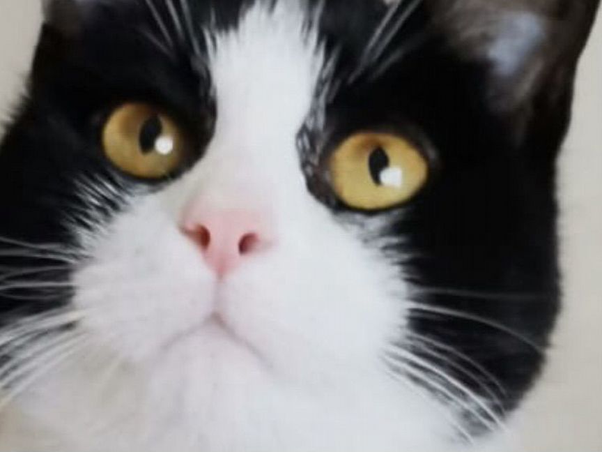 Черно-белая малышка Челси в добрые руки