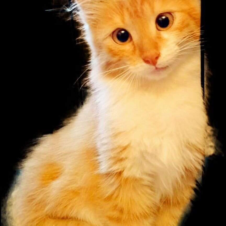 Мэри ищет дом